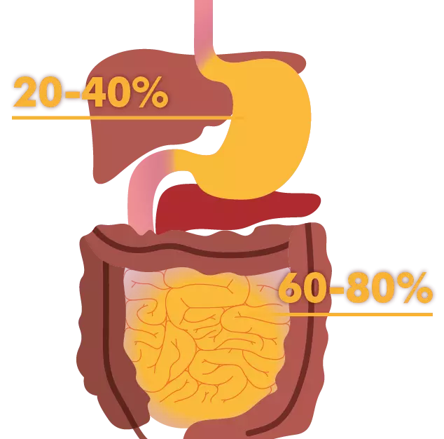 Bagaimana metabolisme alkohol dalam badan - Laman rasmi program 