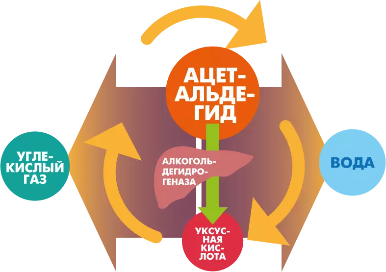 Nigute metabolism ya alcool mumubiri - Urubuga rwemewe rwa gahunda 