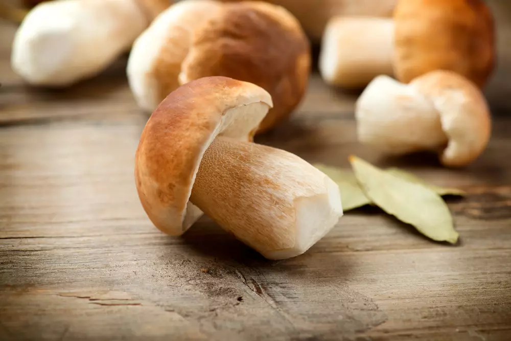 Nri mushrooms: uru na ọghọm