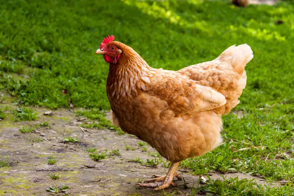 Antibiotika, Wachstumshormone und Parasiten: Wir verstehen die „Hühner“-Horrorgeschichten 10800_1