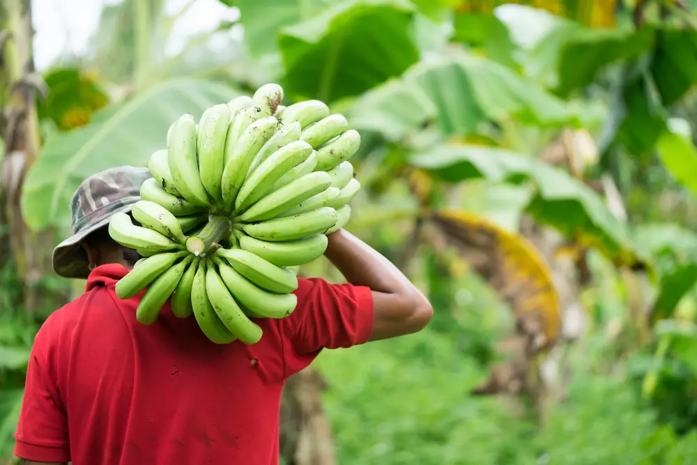 Penyakit Panama: Adakah Buruk Makan Pisang? 11654_2