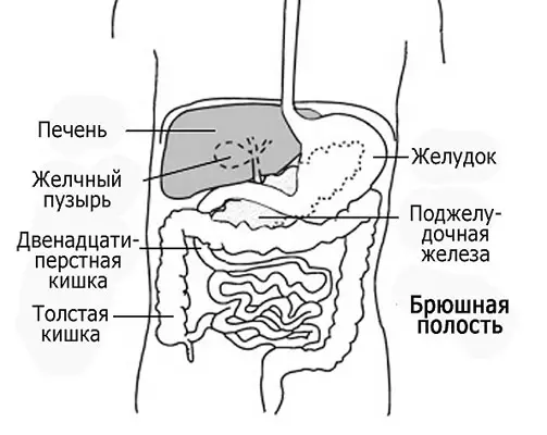 Бауыр: функциялары, аурулары және емі