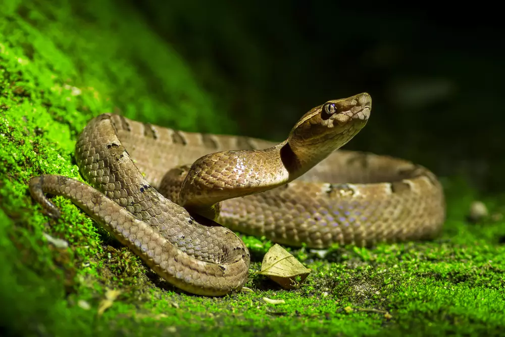 Snakes: how to avoid them and what to do after being bitten?