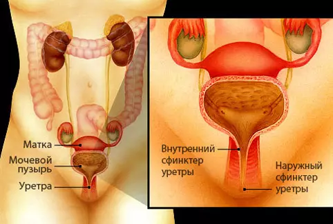 Како функционира мочниот меур