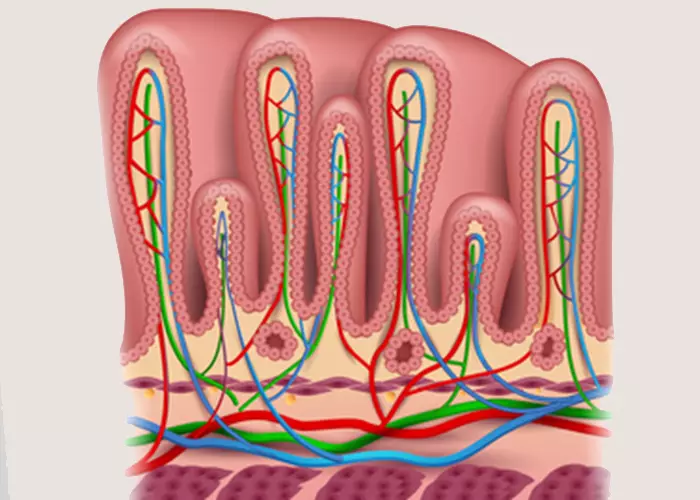 Intestinal mucosa - the main line of defense of gastrointestinal health 377_2