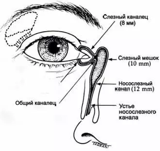 lokasi kantung lacrimal