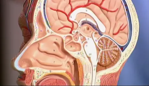 Kelumpuhan geter: tandha penyakit Parkinson