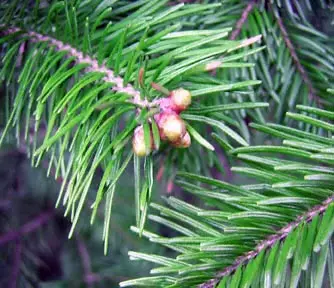 Werfen Sie den Baum nicht weg - er wird trotzdem nützlich sein 4023_4