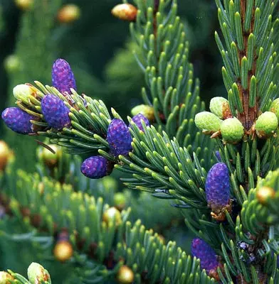 Werfen Sie den Baum nicht weg - er wird trotzdem nützlich sein 4023_6