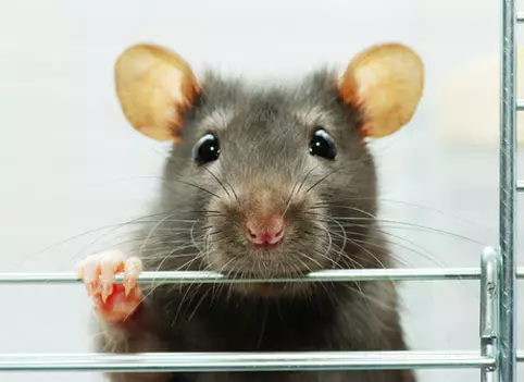 Les rats vous sauveront de la douleur