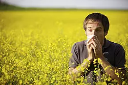 Poplar fluff, okpomọkụ ... allergies 4835_2