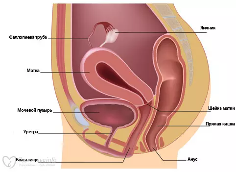 යෝනි මාර්ගය යනු කුමක්ද