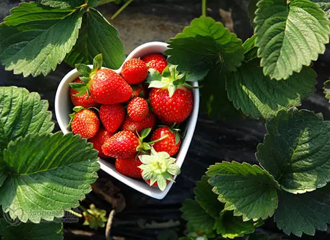 Beraye da marasmus sun ce strawberries da cucumbers suna kare kai daga kamuwa da hauka