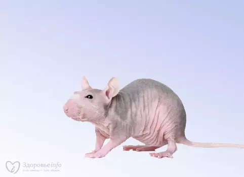 Teadlased on pimedate rottide abil õppinud, kuidas võita vähki
