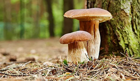 Paddestoelen