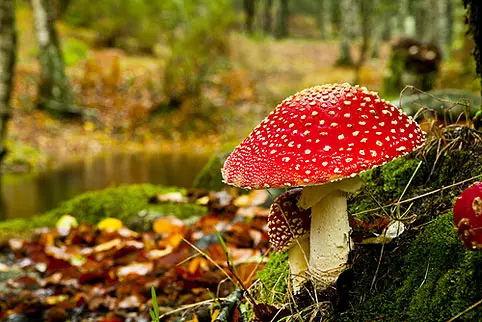 Toadstool