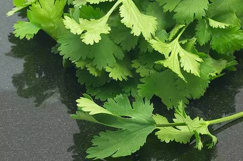 Cilantro