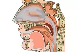 Kebebasan bernafas hidung 5255_2