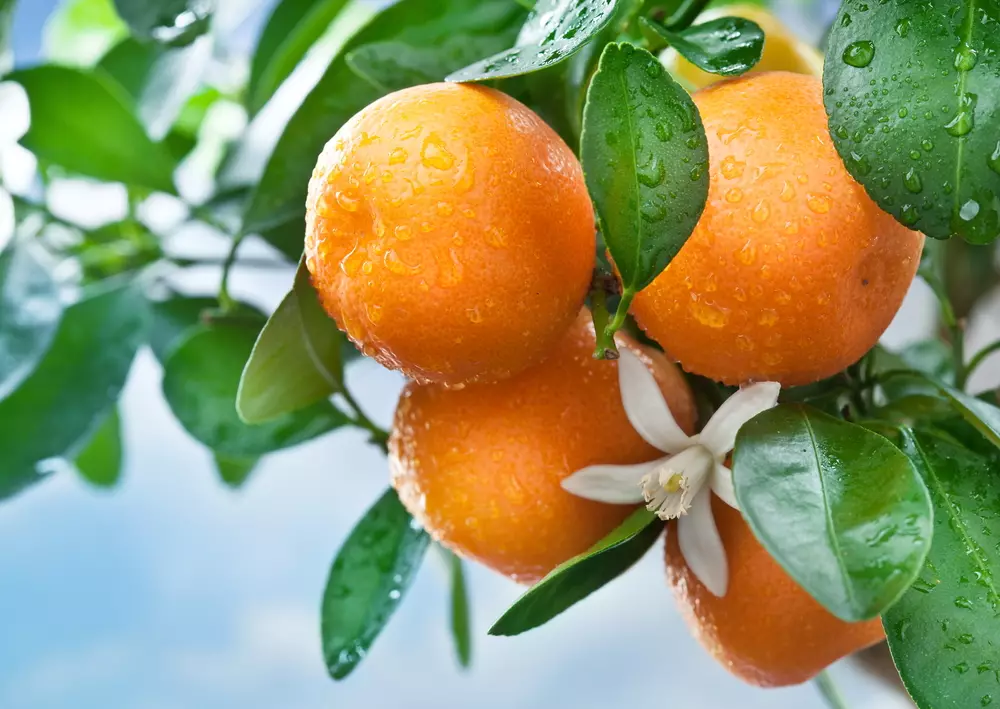 Au lieu de médicaments : il a été conseillé aux personnes âgées de manger une orange par jour