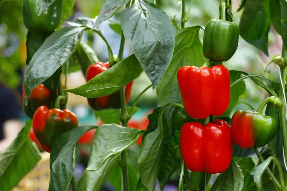 Rood, geel en groen: welke paprika's zijn gezonder? 5629_2