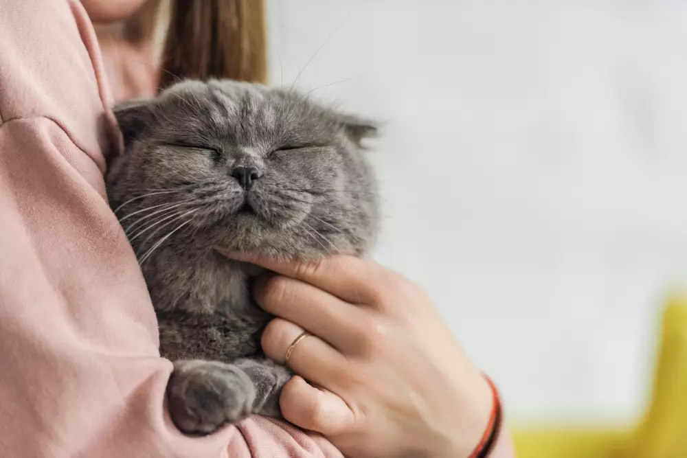 Danish scientists: cat lovers are more likely to suffer from schizophrenia 5957_2