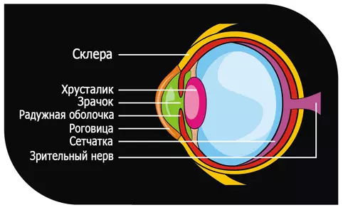 Augenstruktur