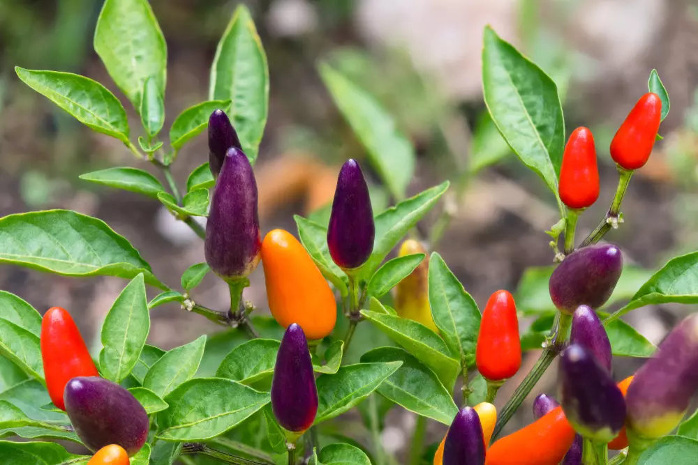 Légume de feu : comment les piments prolongent la vie 6633_2