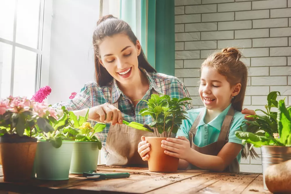 Protetores domésticos: plantas de interior que absorvem toxinas 6668_1