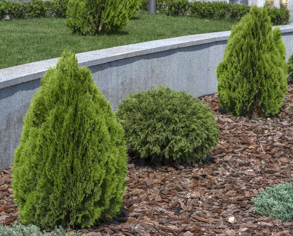 Protecteurs d'intérieur : des plantes d'intérieur qui absorbent les toxines 6668_4