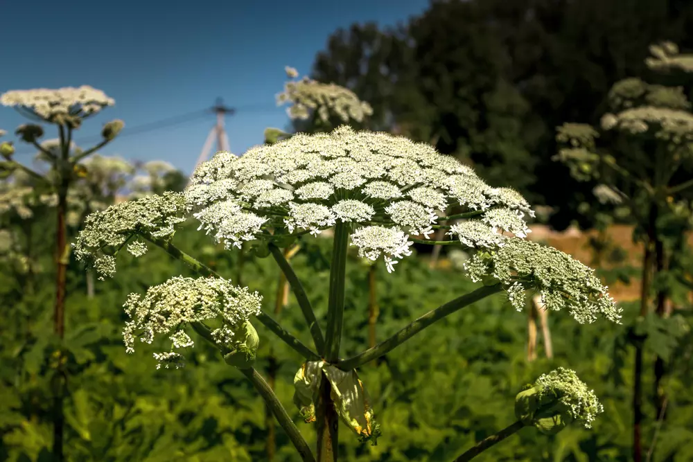 روس ۾ ، ogج edيهر و grownي ويو آهي. توھان کي ھن خطرناڪ plantوٽي بابت knowا اڻڻ گھرجي؟