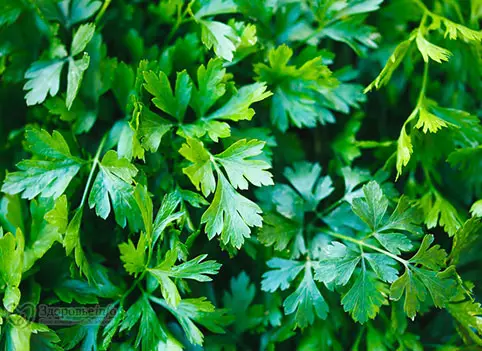 Parsley uye Dill Dzivirira Kenza Yezamu