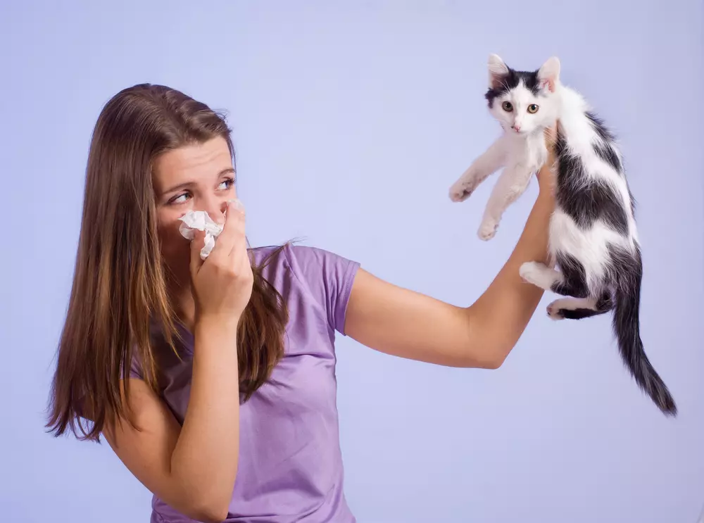 Алергія на поўсць: як ўжыцца з каханай коткай? 7357_1