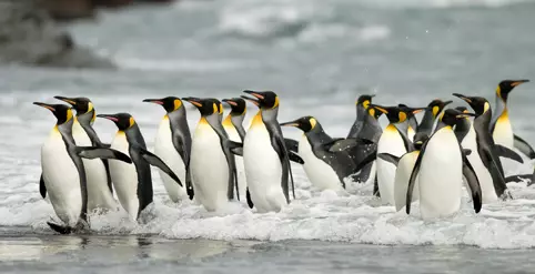 Conseils du nouvel an. Comment ne pas tomber sur la glace ?