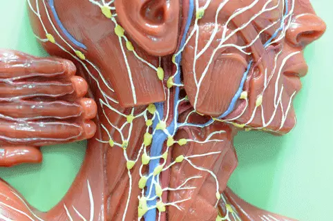 Sistema immunitari: estructura