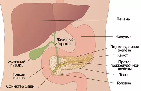 Pancreas