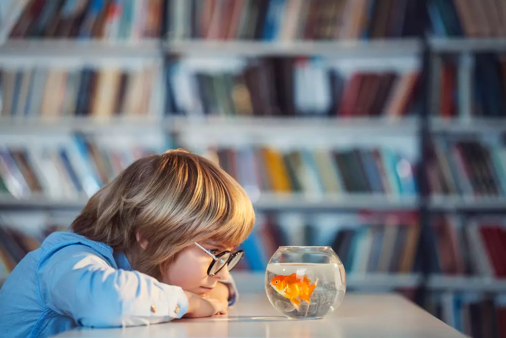 Es gibt Hinweise darauf, dass Fluorid den IQ beeinflussen kann