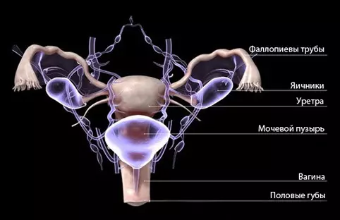 Sistemul reproductiv feminin 80878_1