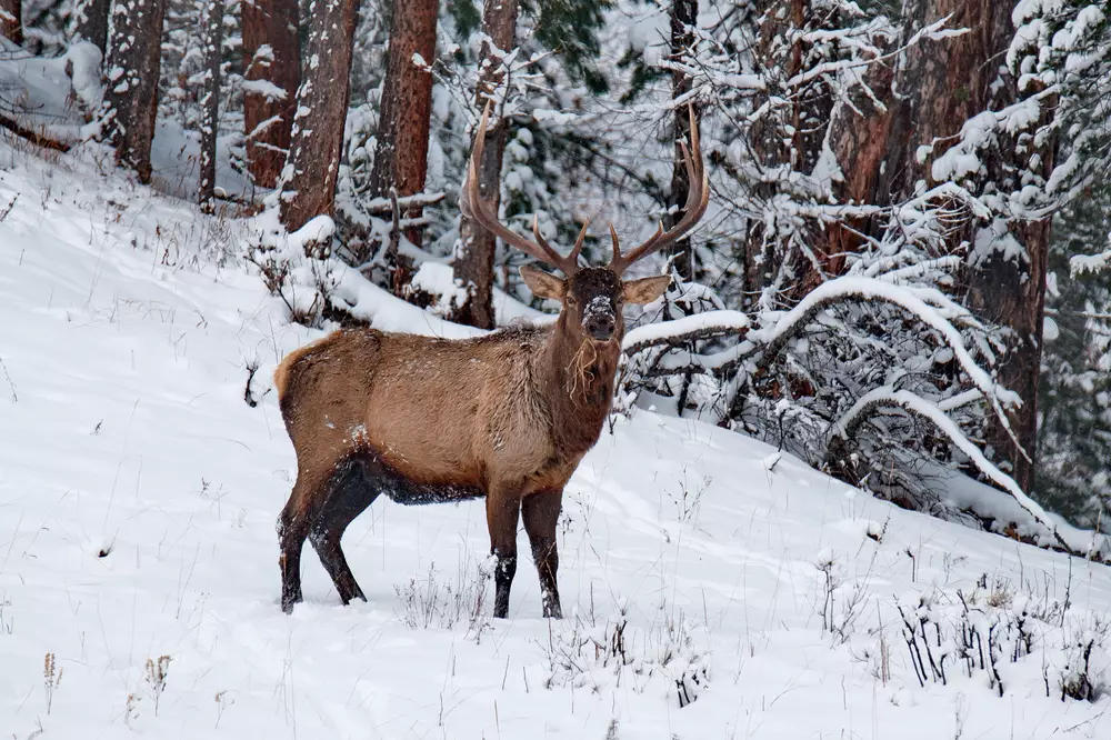 Hunnen fir Gelenkschmerzen: maache Maral Gewierer 8253_1