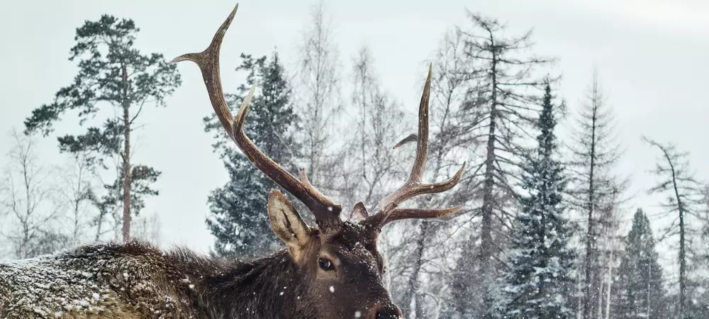 Hunnen fir Gelenkschmerzen: maache Maral Gewierer 8253_2