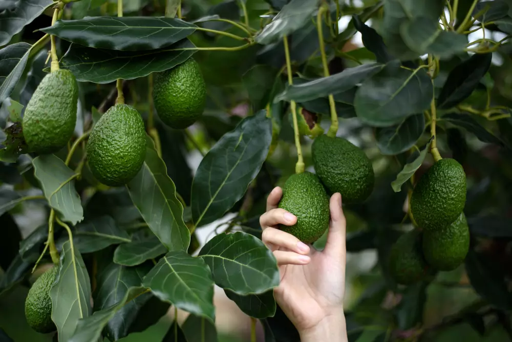 Eine weitere Frucht: Warum jeder Avocados liebt 8415_2