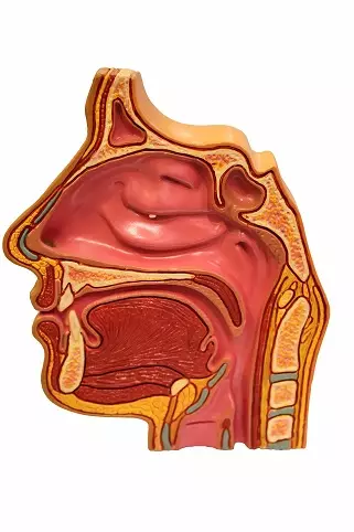 Rhinoscopy - itọsọna si awọn ọna iwadii 85389_2