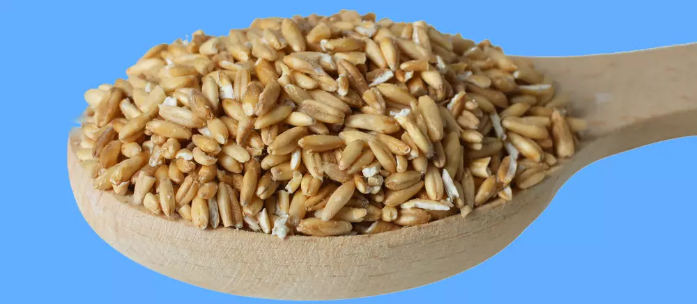 Rice Kiben: benefis ak kouman yo chwazi youn nan dwa 8546_3