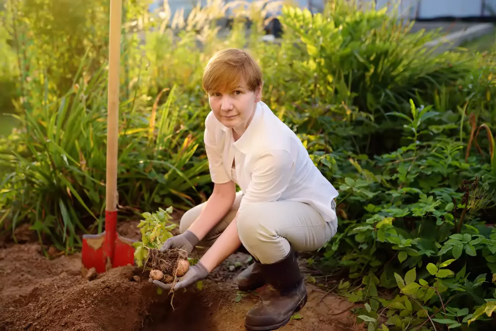 De beste naboene i hagen: hvorfor poteter og bønner skal plantes sammen