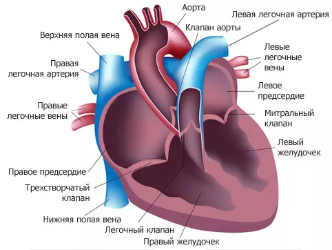 心臟如何運作 86859_1