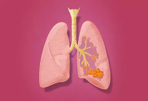 Η δομή του αναπνευστικού συστήματος