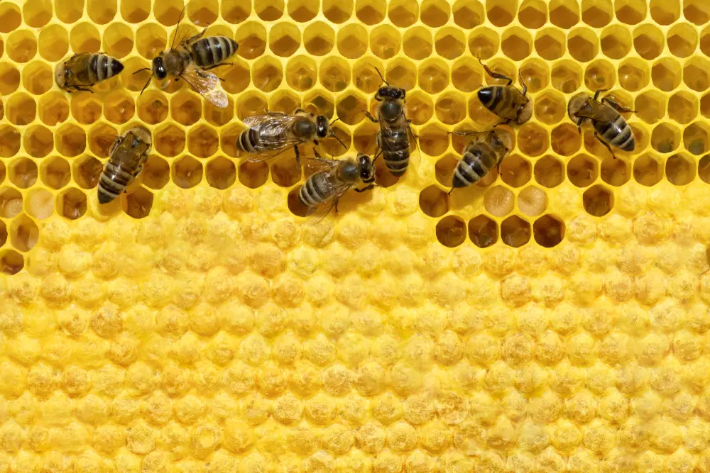 Cercetare realizată de Rospotrebnadzor: din ce este făcută mierea și cât de utilă este? 8812_2