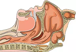 Snoring yuav kho nrog electroshock 8869_2