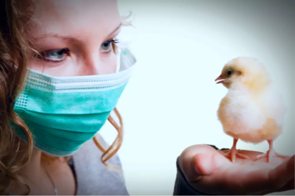 مرض الهجرة: ما هي سلالة فيروس أنفلونزا الطيور التي تهدد روسيا 9899_1